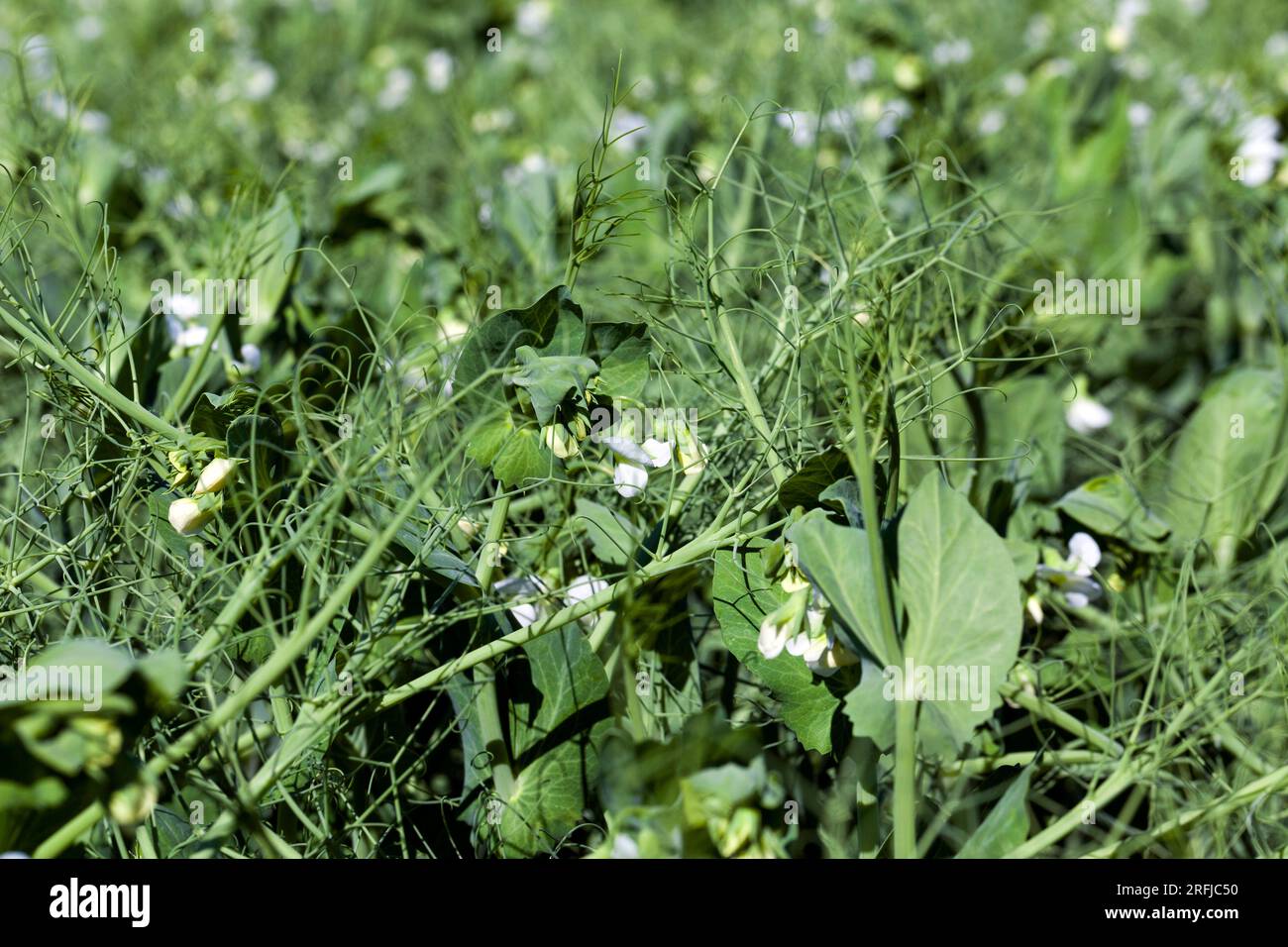 pea plants during flowering with white petals, an agricultural field ...