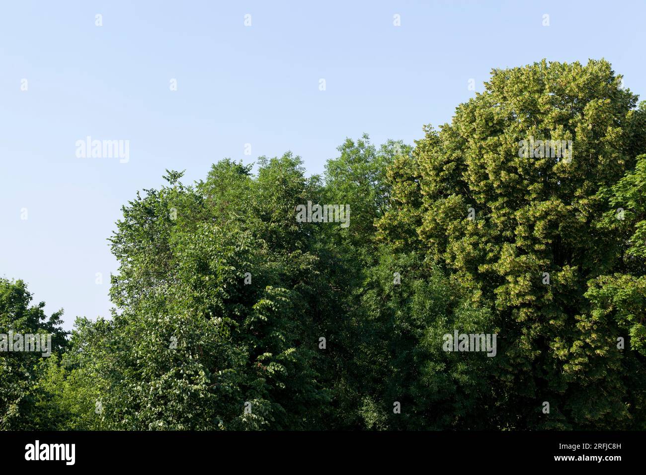 maple tree growing in nature, maples in the summer with foliage on the ...