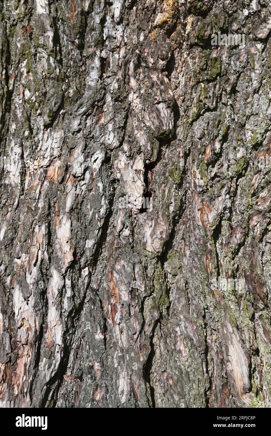 tree bark close up, the bark of a tree with the features of its ...