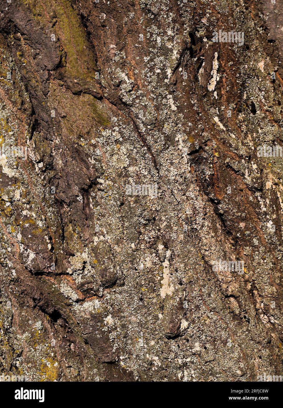 tree bark close up, the bark of a tree with the features of its ...