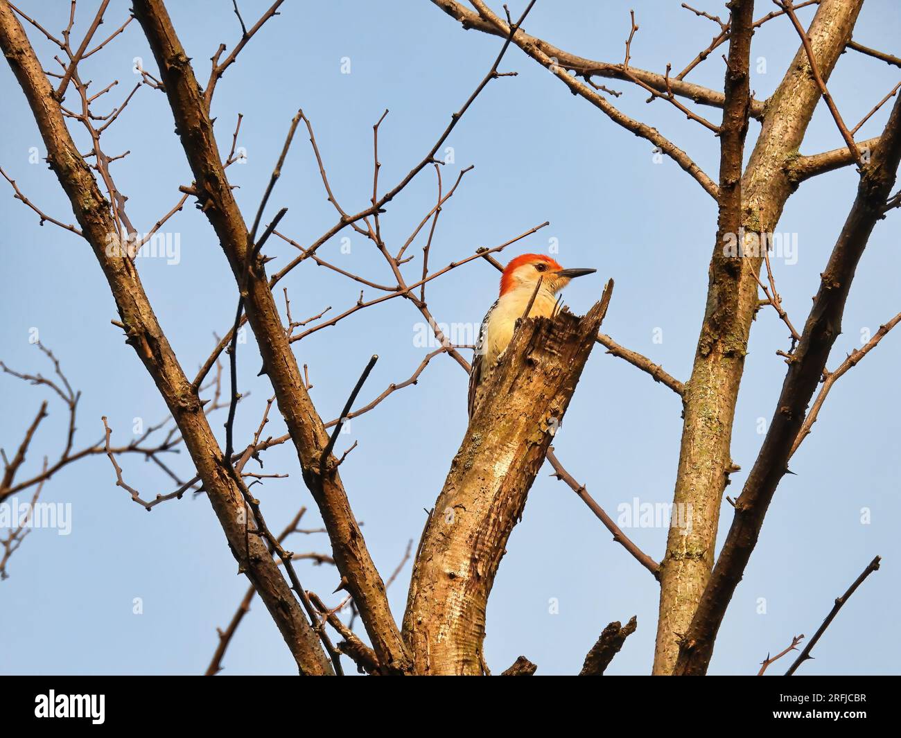 Red Bellied Woodpecker Bird Scales Side of Tree in Winter Stock Photo ...