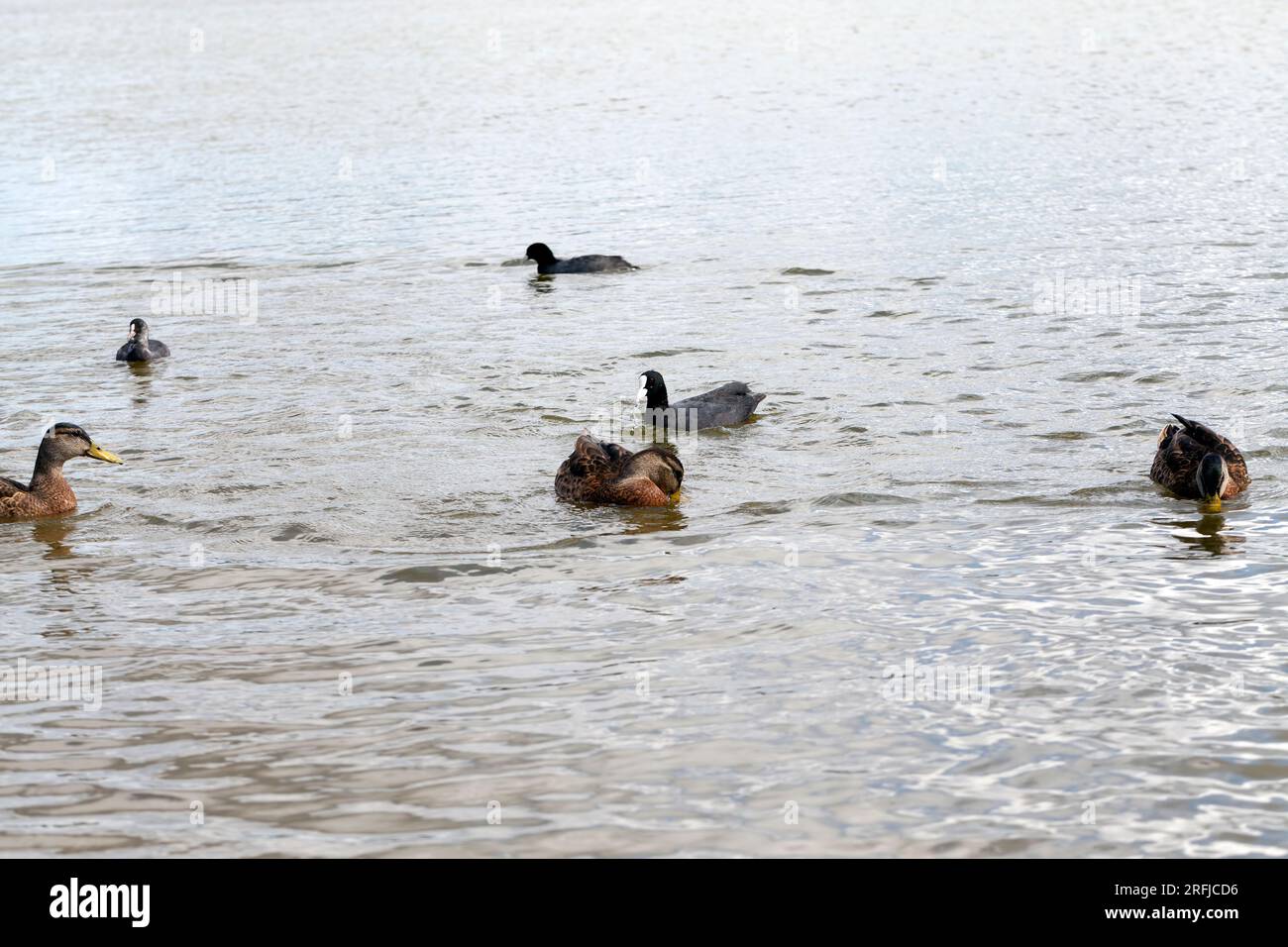 territory of lakes and rivers with birds and ducks living there ...