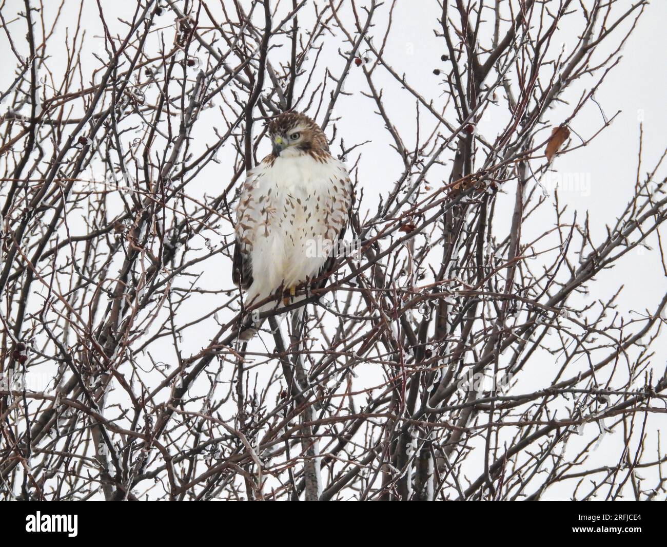Red-Tailed Hawk Raptor Bird Perched in a Snow Filled Tree on a Winter ...
