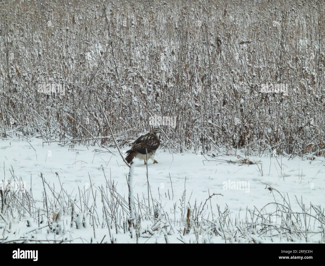 Red-Tailed Hawk Raptor Bird on the Snow Filled Ground on a Winter Day ...