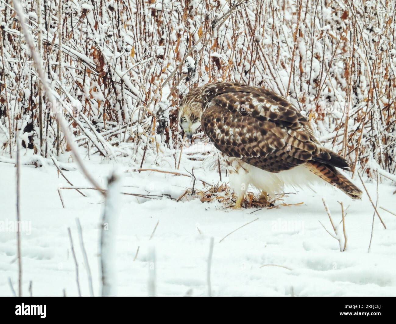 Red-Tailed Hawk Raptor Bird on the Snow Filled Ground on a Winter Day ...