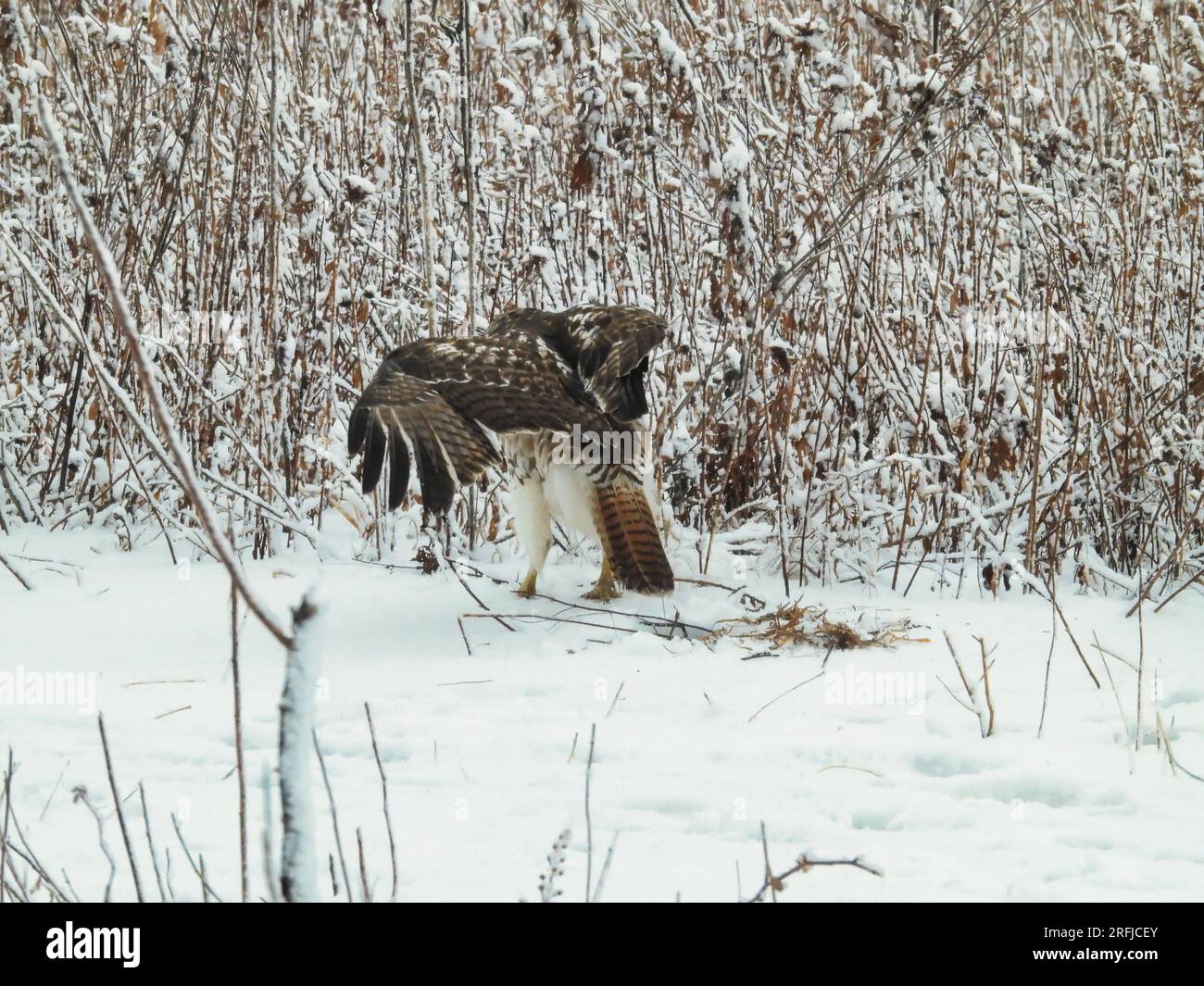 Red-Tailed Hawk Raptor Bird on the Snow Filled Ground on a Winter Day ...