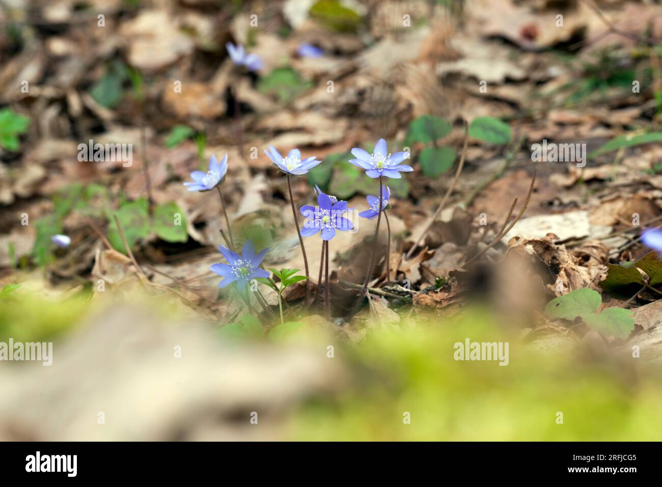 the first blue forest flowers in the spring season, forest plants in ...