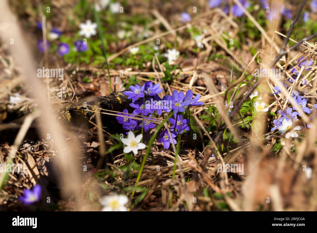 the first blooming in the forest, beautiful wild flowers growing in the ...