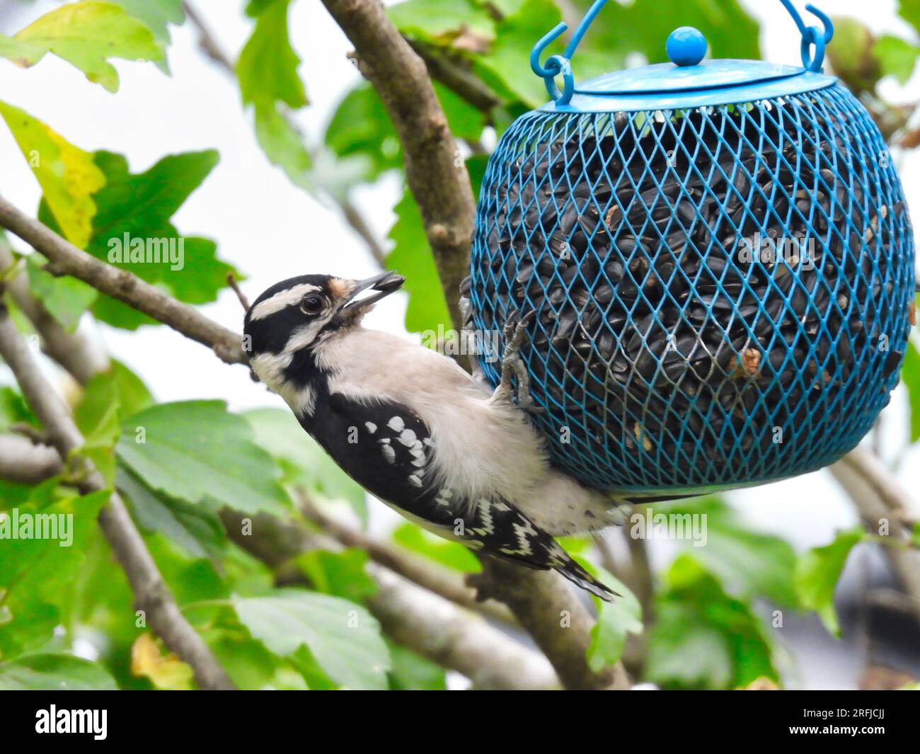Downy Woodpecker Bird with a Sunflower Seed it its Mouth from a Ball ...