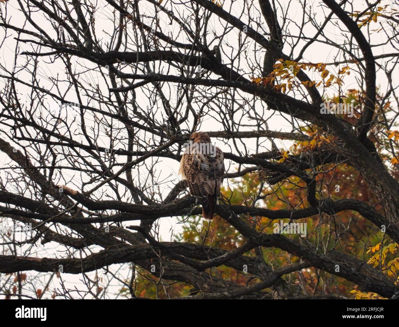 Red-Tailed Hawk Raptor Bird Perched in a Tree on a Fall Day Stock Photo ...
