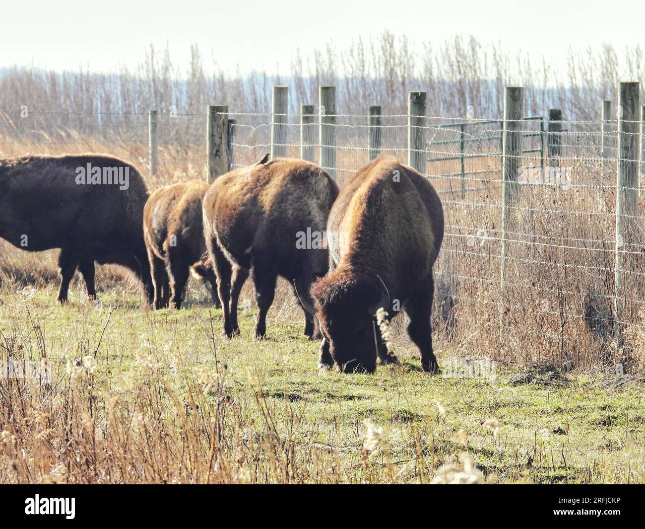 Buffalo pen hi-res stock photography and images - Alamy