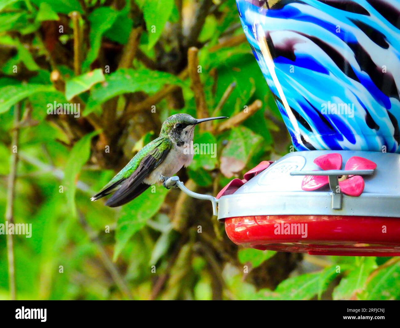 Molting male ruby throated hummingbird hi-res stock photography and ...