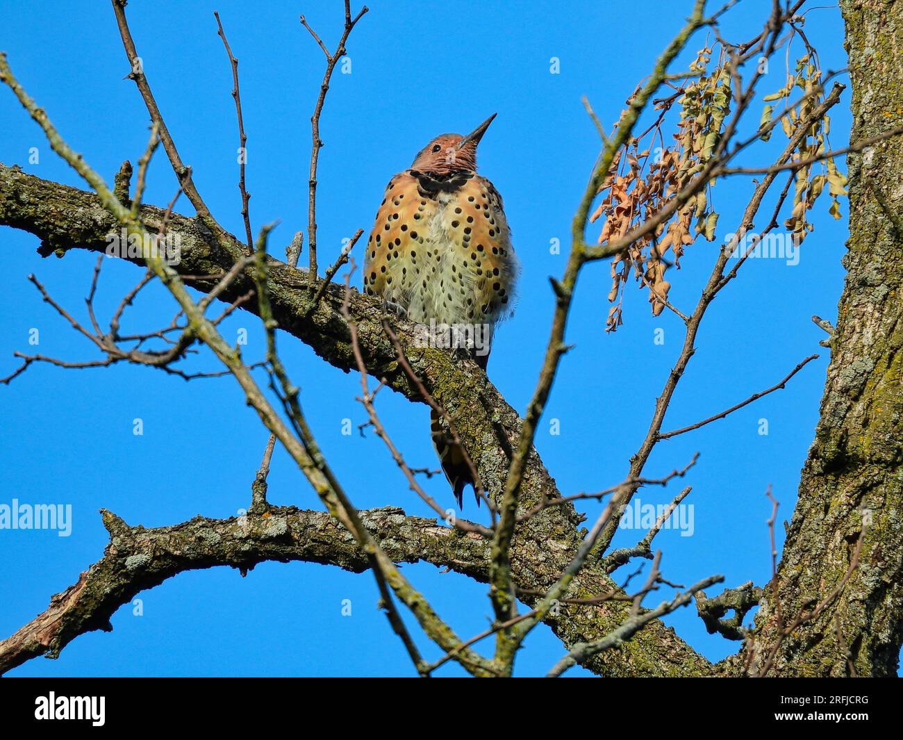 Northern flicker bird hi-res stock photography and images - Alamy