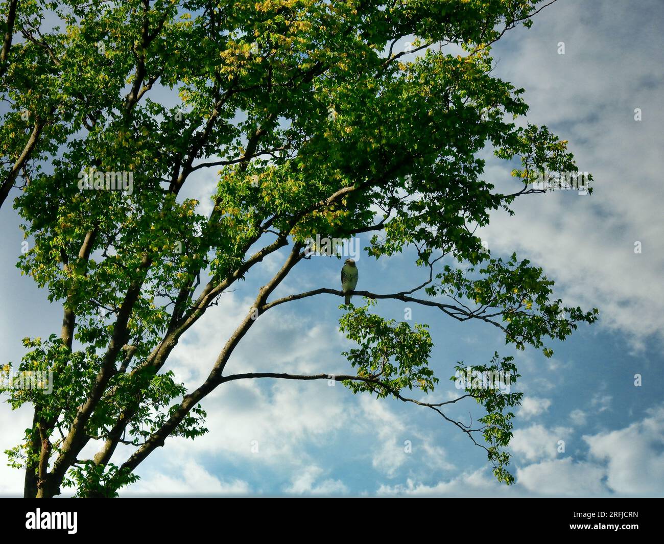 Red-Tailed Hawk Bird Sits in a Low Branch on the Right Side of the Tree ...