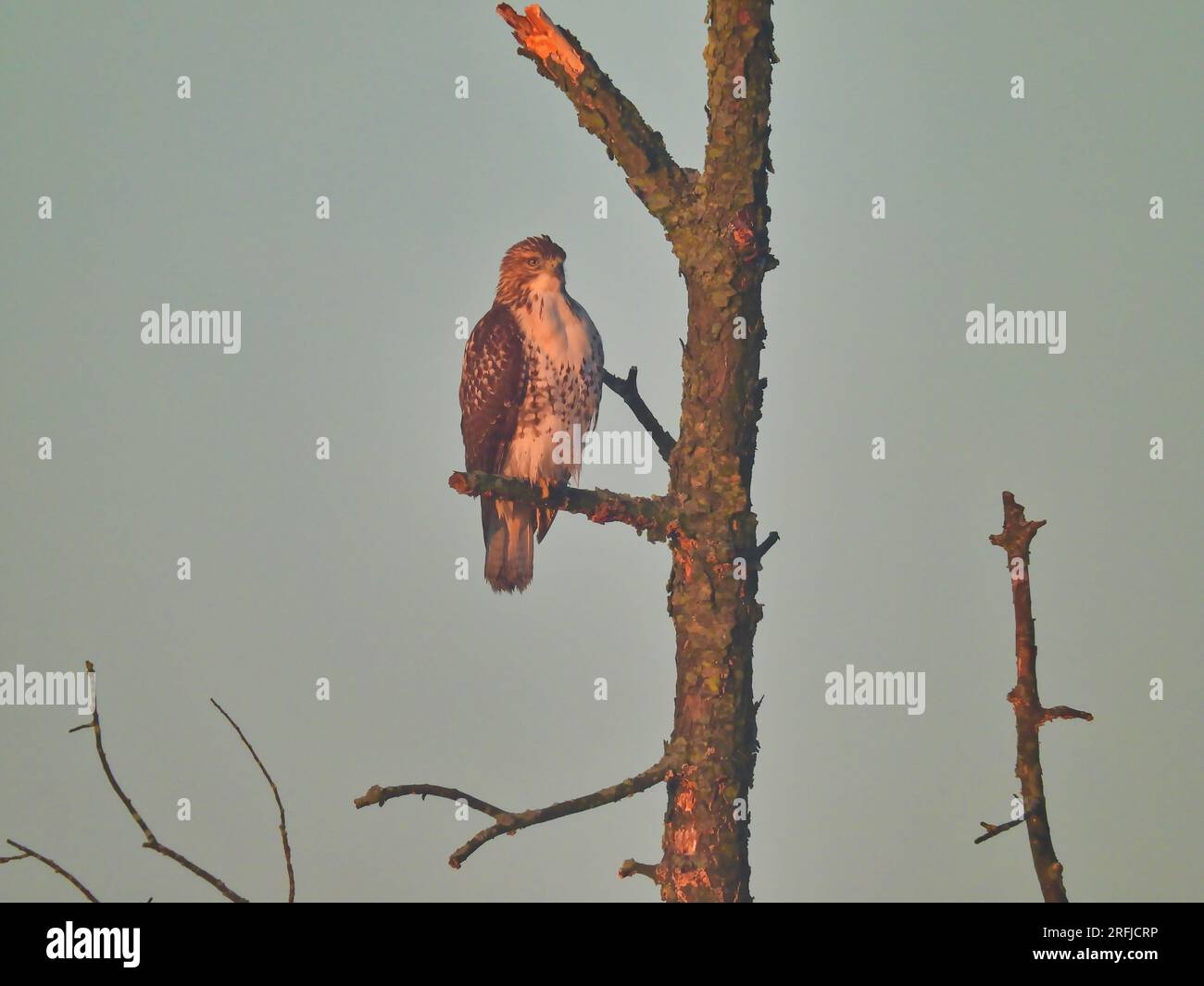 Red-Tailed Hawk Perched in a Tree on a Misty Morning at Sunrise Stock ...