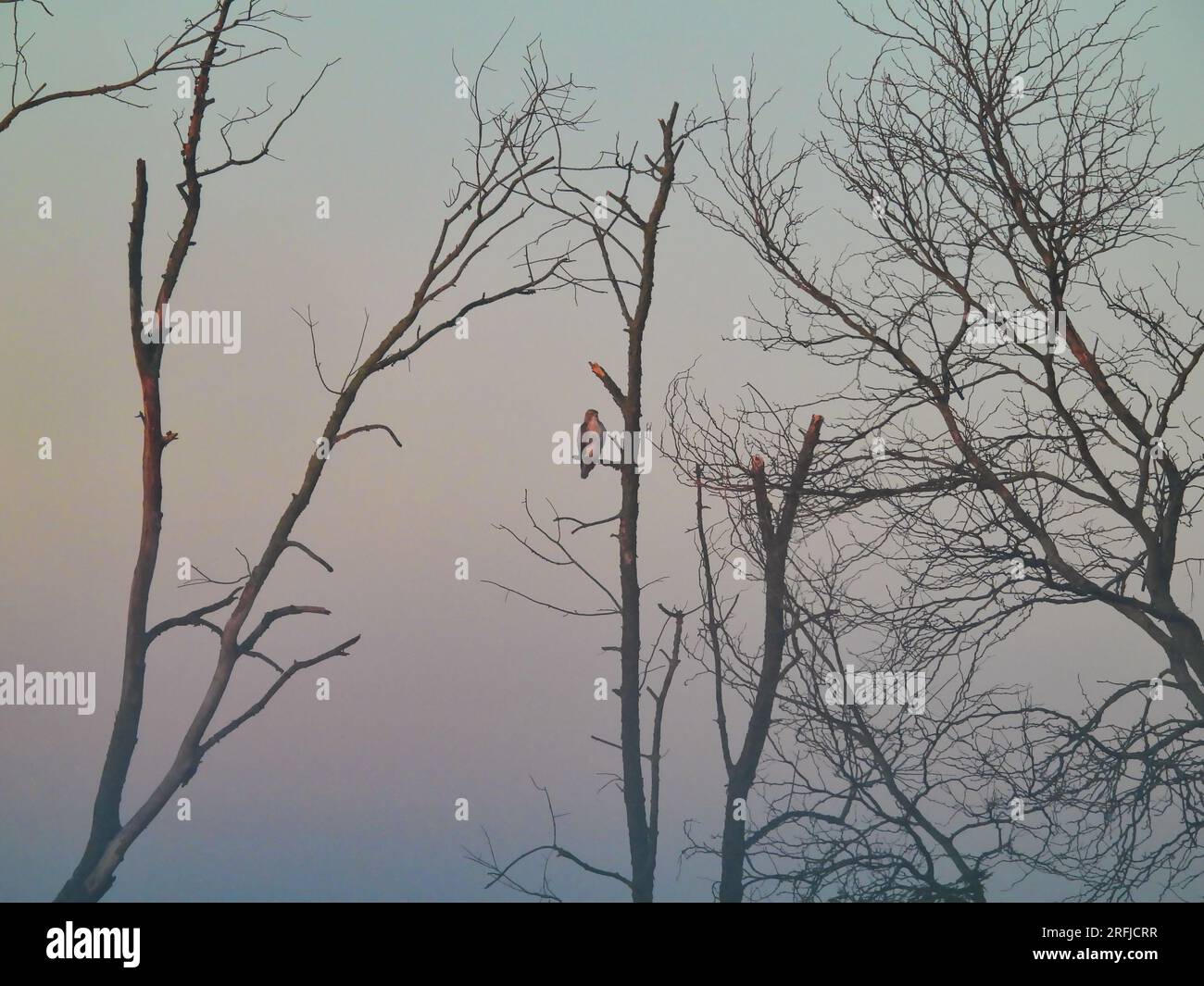 Red-Tailed Hawk Perched in a Tree on a Misty Morning at Sunrise Stock ...