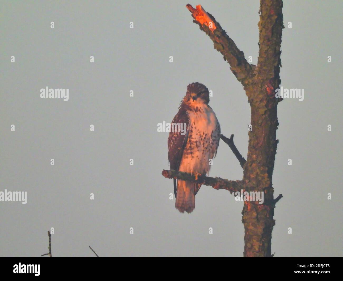 Red-Tailed Hawk Perched in a Tree on a Misty Morning at Sunrise Stock ...