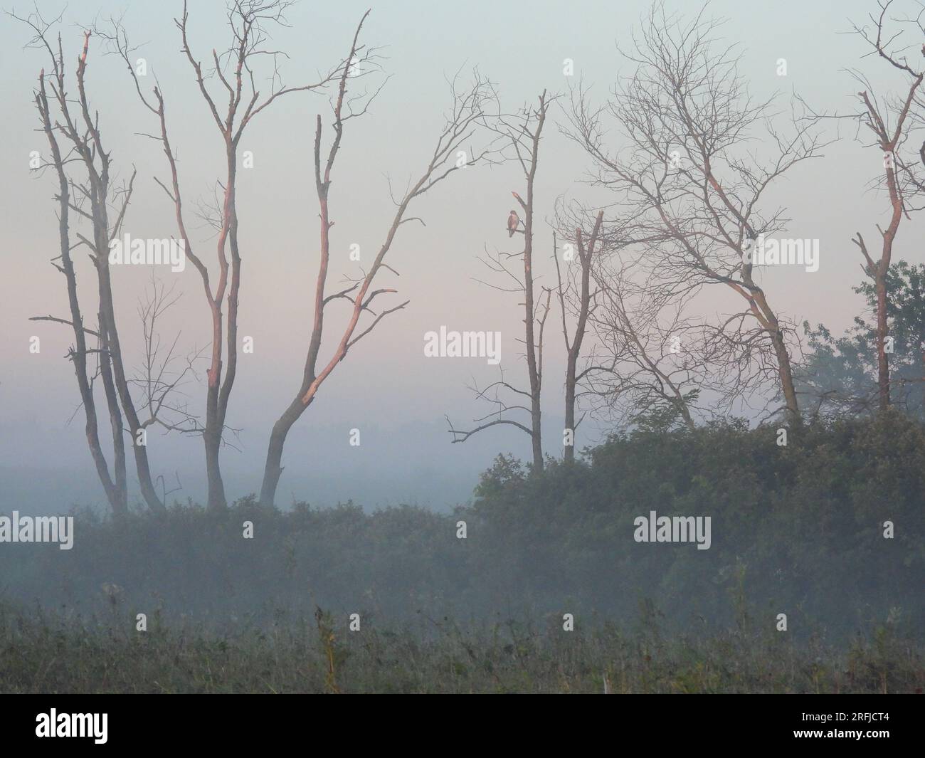 Red-Tailed Hawk Perched in a Tree on a Misty Morning at Sunrise Stock ...