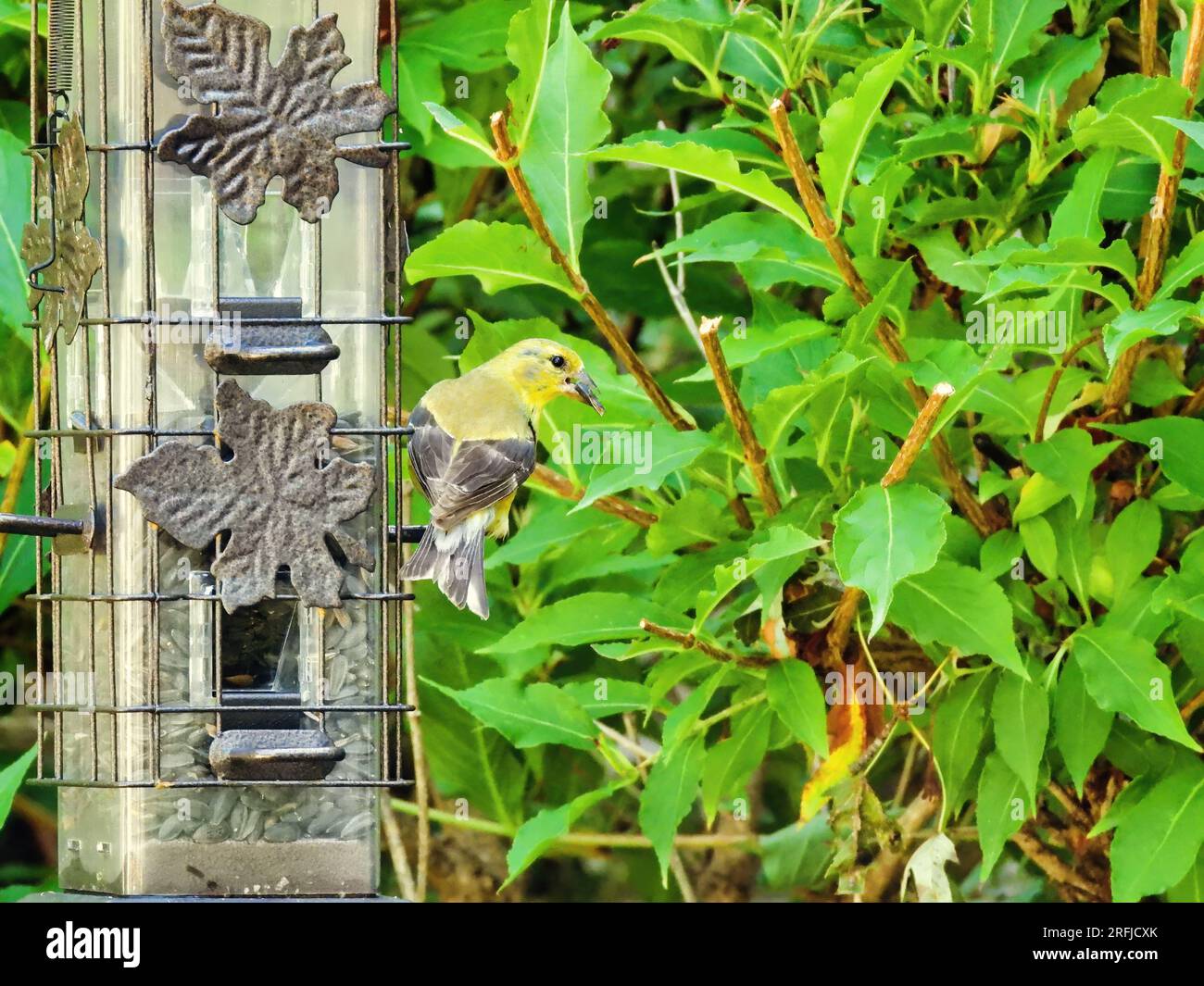 American Goldfinch Bird with a Sunflower Seed in its Mouth at a Bird ...