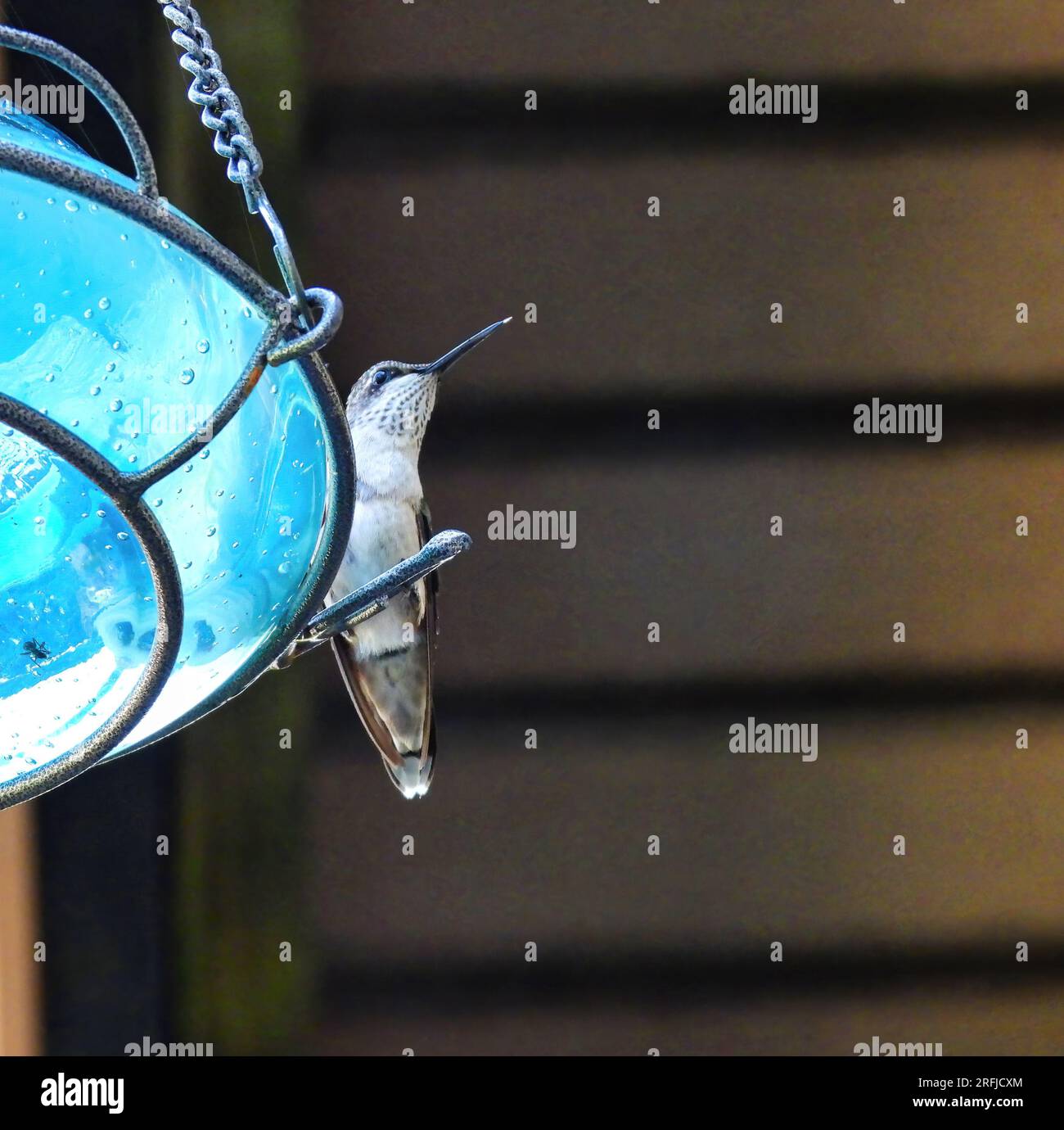 Molting hummingbird hi-res stock photography and images - Alamy