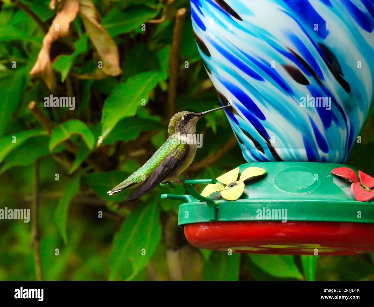 Molting hummingbird hi-res stock photography and images - Alamy
