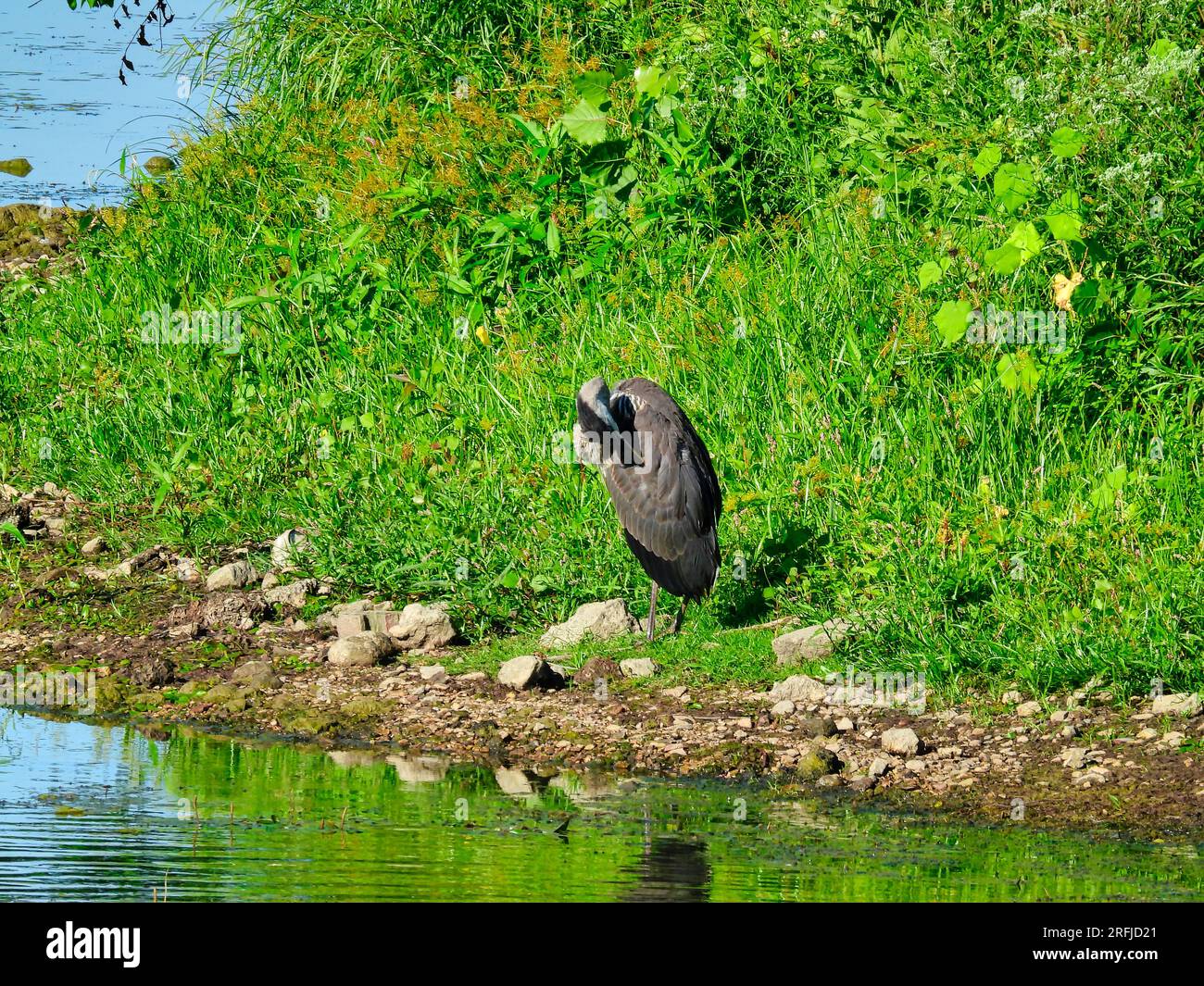 Blue Heron Bird Preening on the Bank of a Lake in the Summer Sun Stock ...
