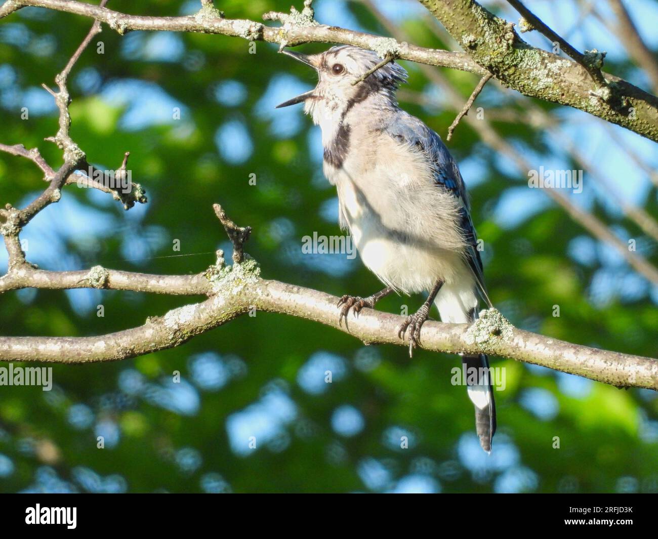 Bird beak open hi-res stock photography and images - Alamy