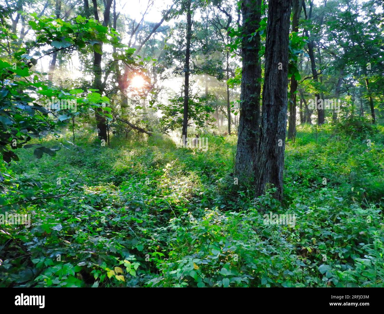 White-Tailed Deer Walk Through the Forest at Sunrise on a Summer Day ...