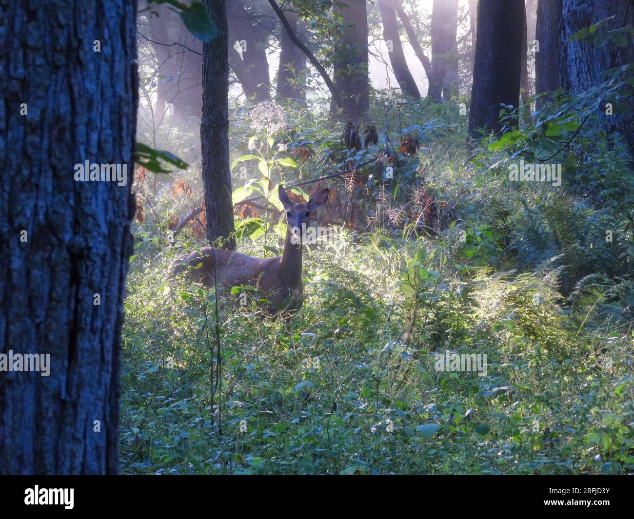 Forest deer walk through animals hi-res stock photography and images ...