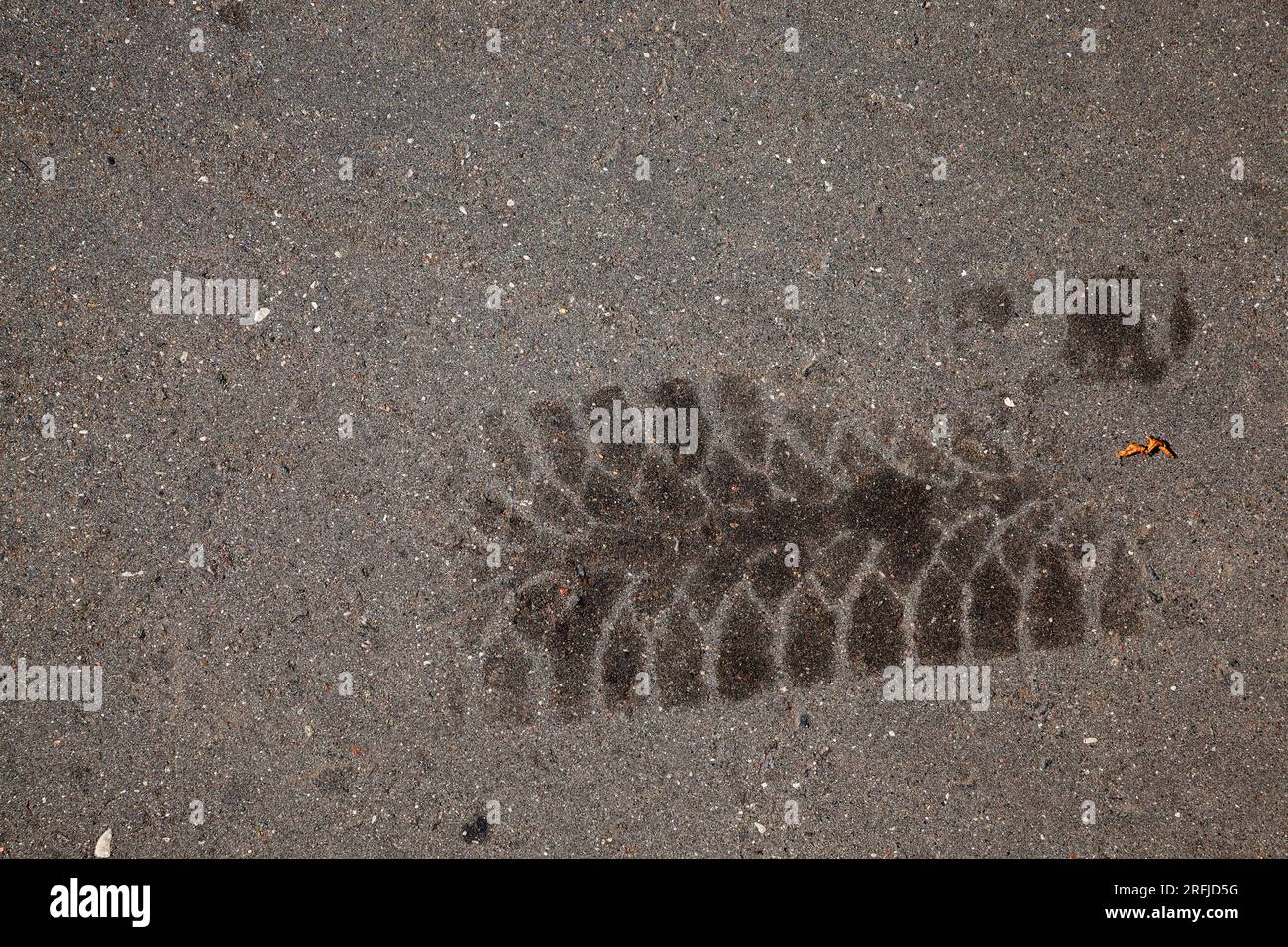 car oil stains on an asphalt road, stains from engine oil flowing out ...