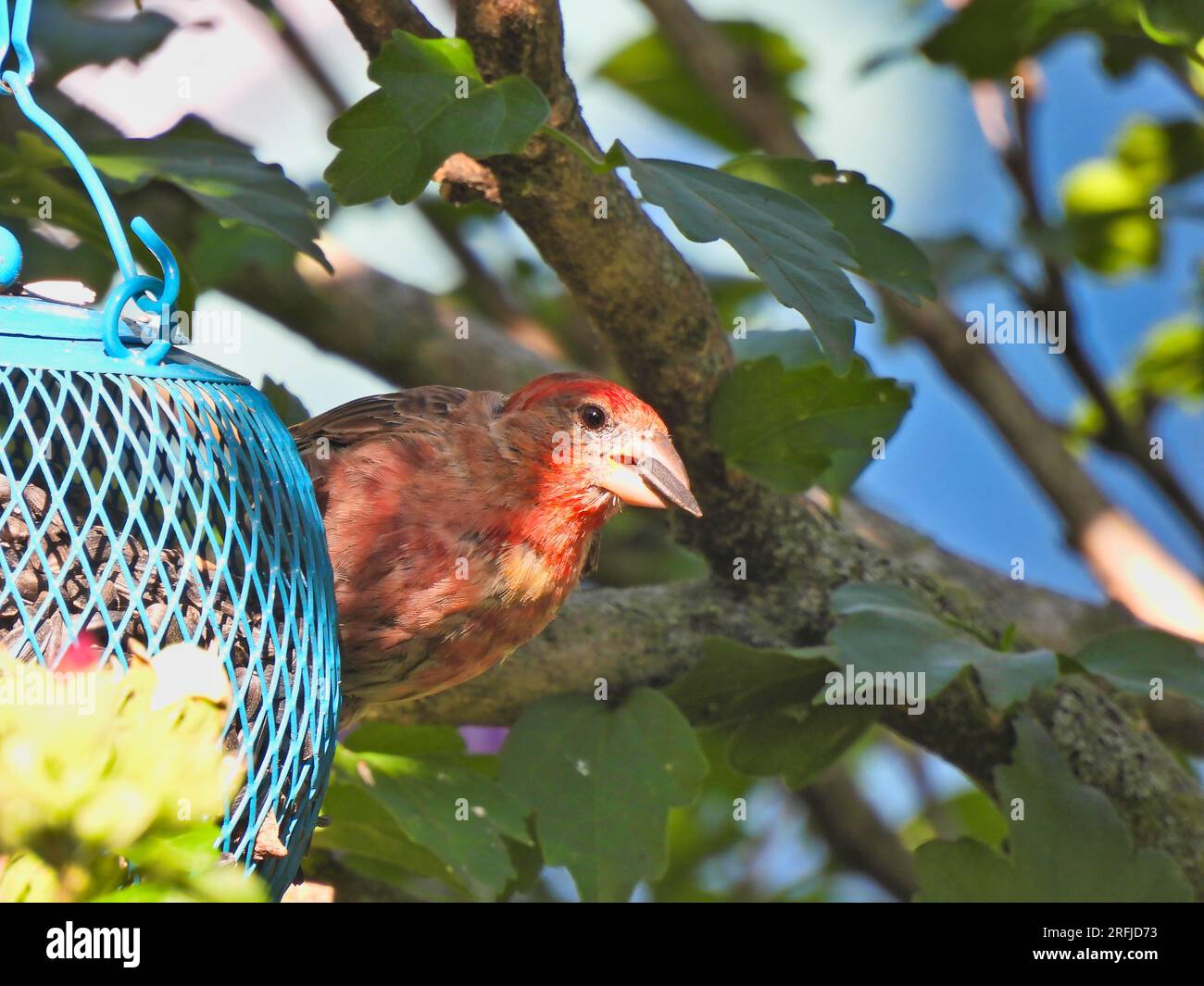 House Finch Bird Perched: A male house finch bird is at a bird feeder ...