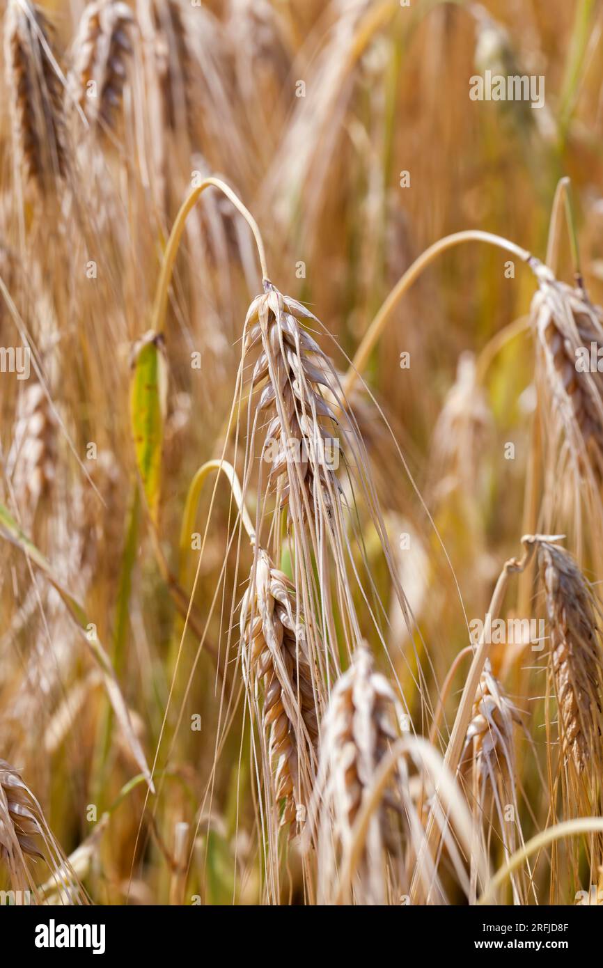 yellowed rye field about the time of maturation, the color change of ...