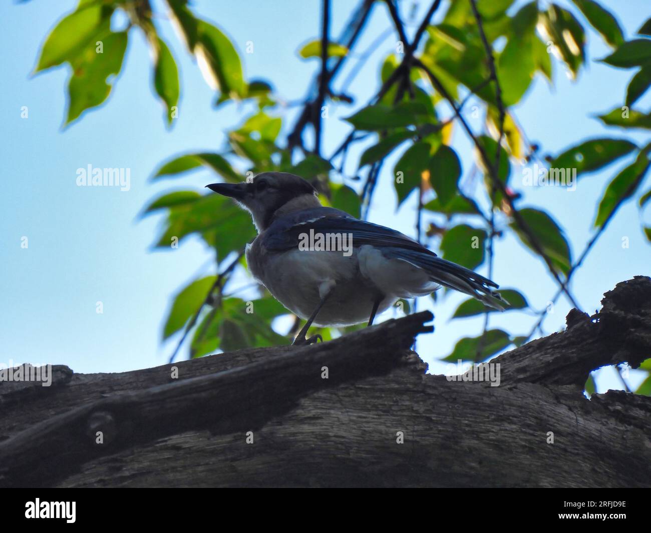 Baby blue jay in a tree hi-res stock photography and images - Alamy