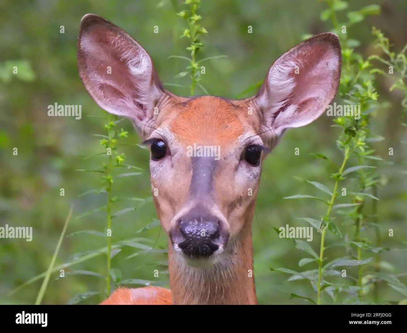White Tailed Deer Doe Face