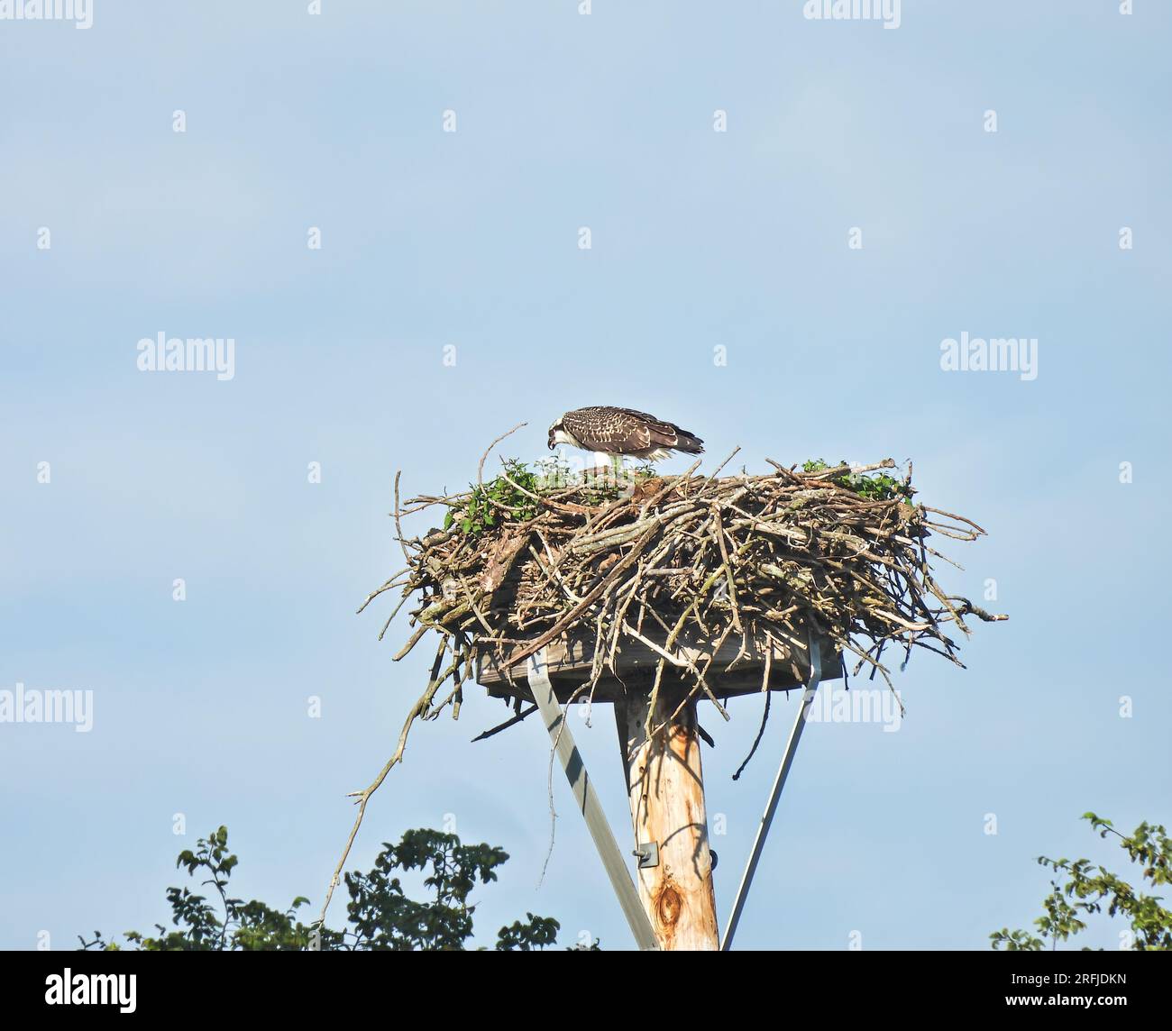 Osprey Bird in Nest on a Platform on a Summer Day Stock Photo - Alamy