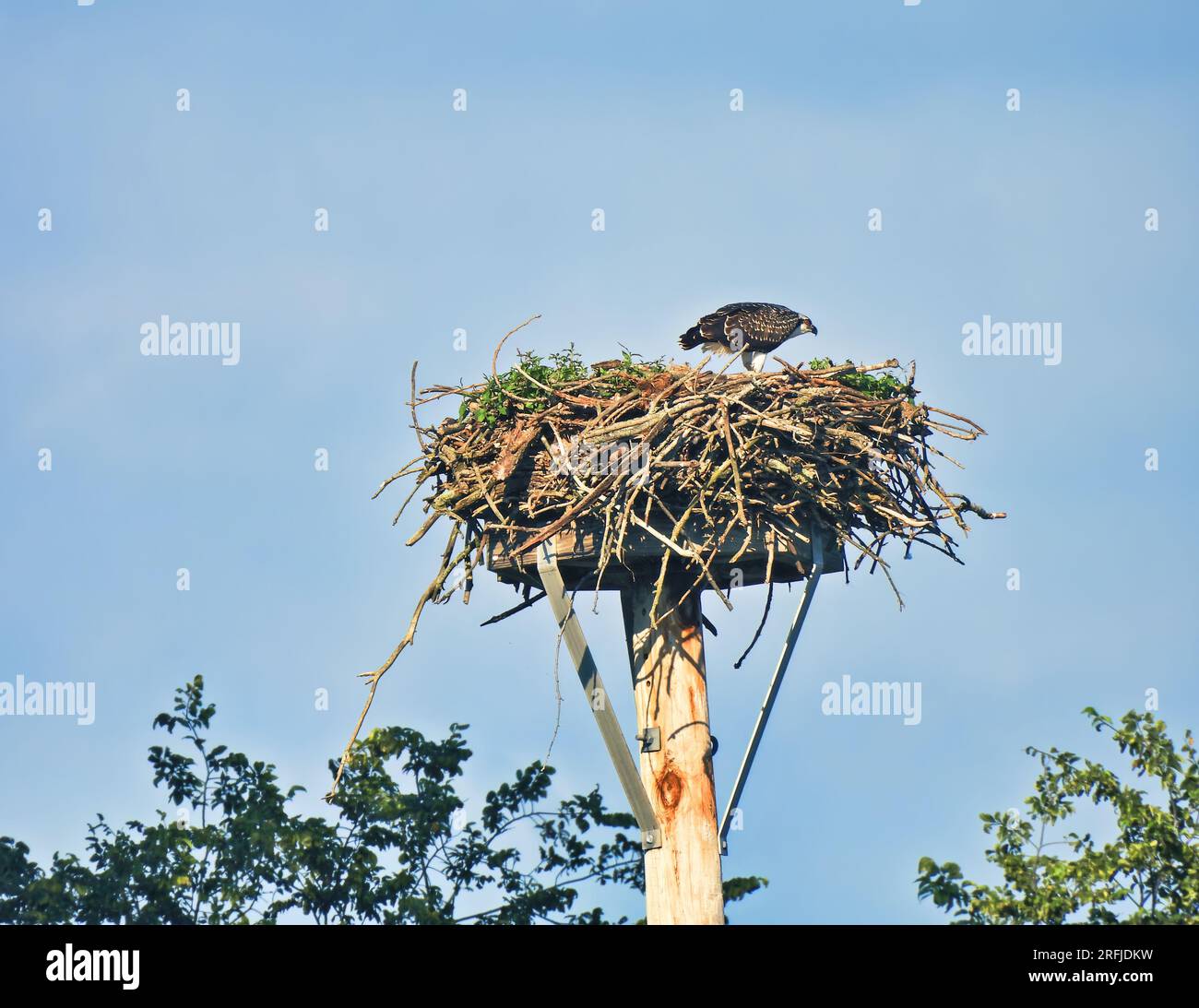 Raptor nest platform hi-res stock photography and images - Alamy