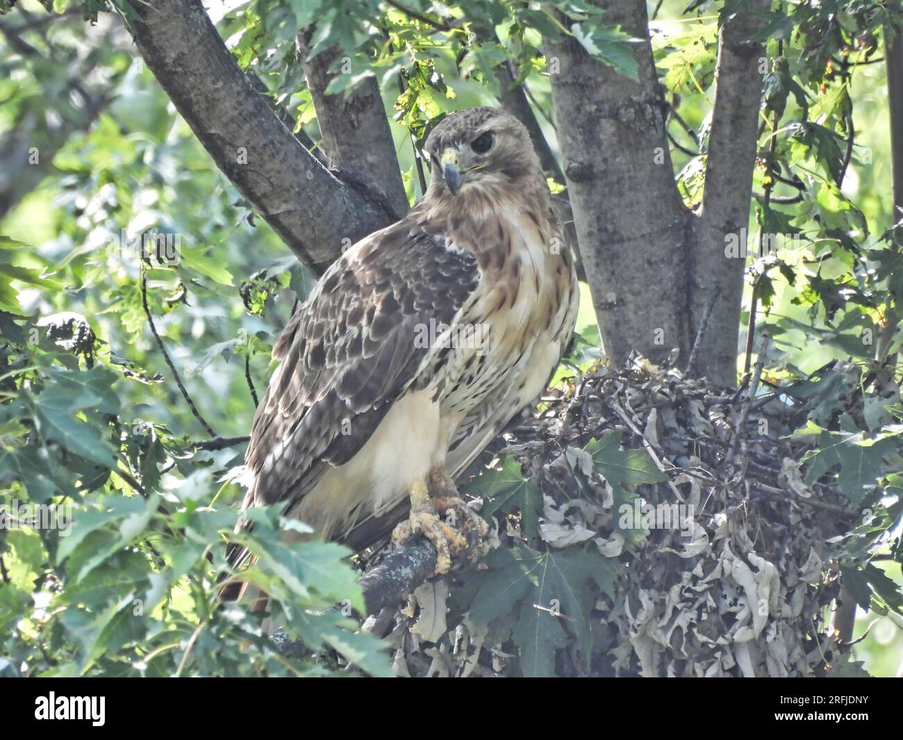Hawk on maple tree hi-res stock photography and images - Alamy
