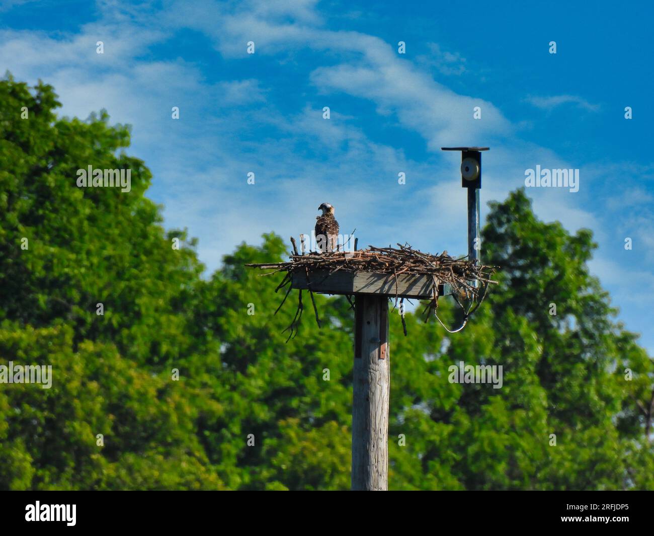 Ospreys in a Nesting Platform on a Summer Day Stock Photo - Alamy