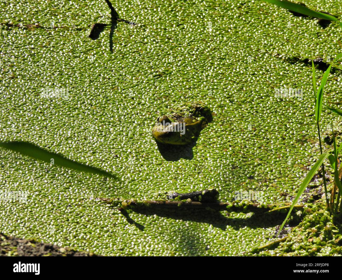 Bullfrog Sits in a Duck Week Covered Pond in Summer Sun Stock Photo - Alamy