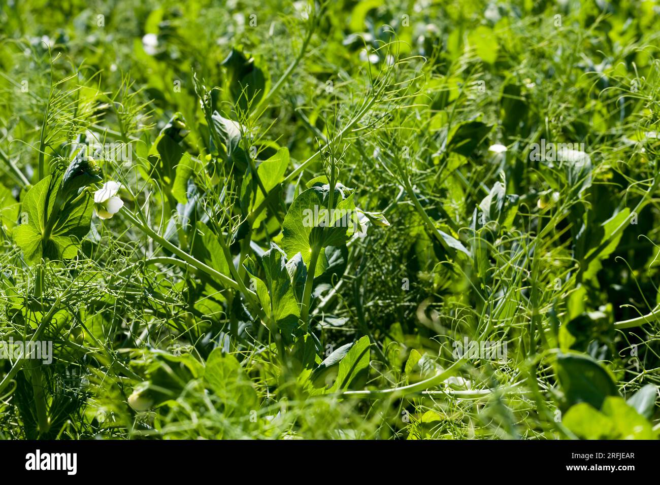 a farmer's field where green peas grow, peas bloom with white flowers ...