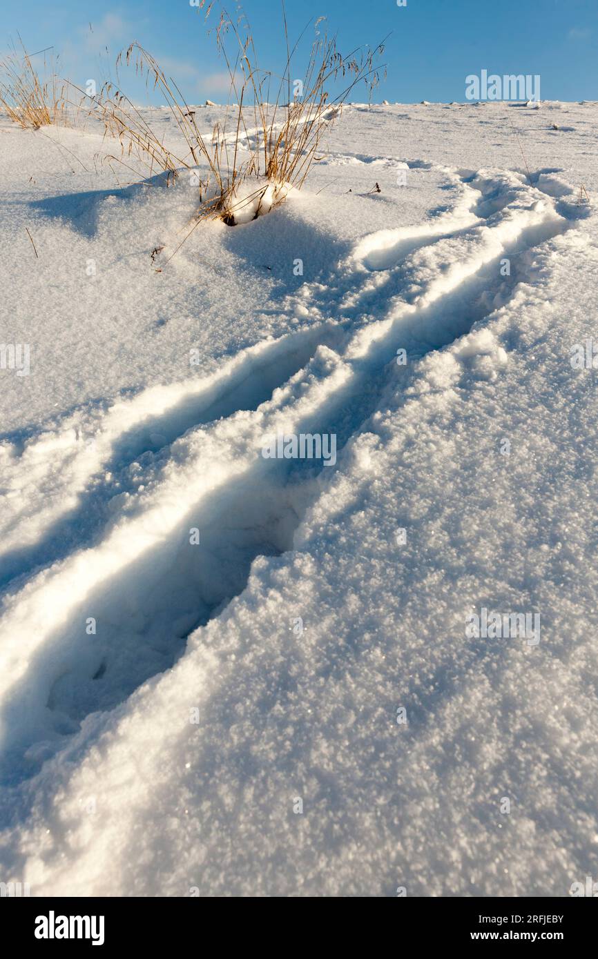 footprints in deep snowdrifts in the winter season, the tracks were ...