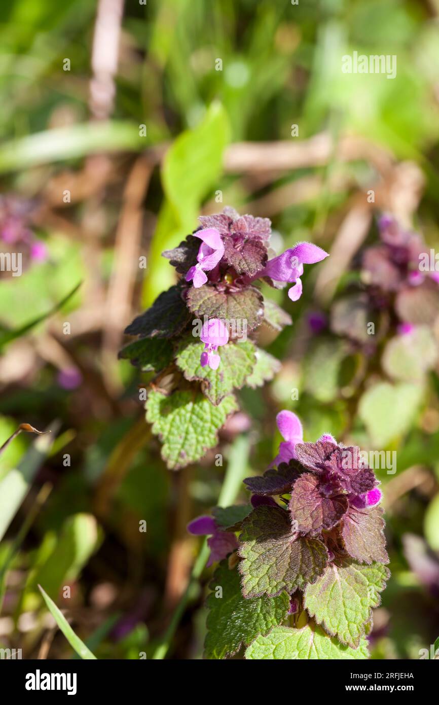 wild nettle plants weeds close up, nettle blooming in the spring season ...