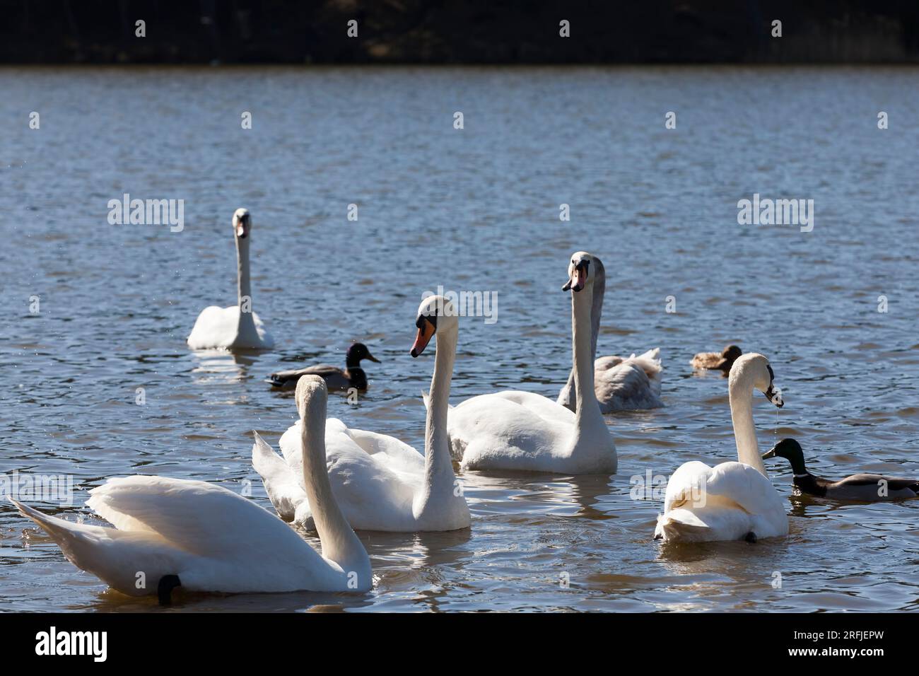 closeup swans in spring, a beautiful waterfowl group of birds swans on ...