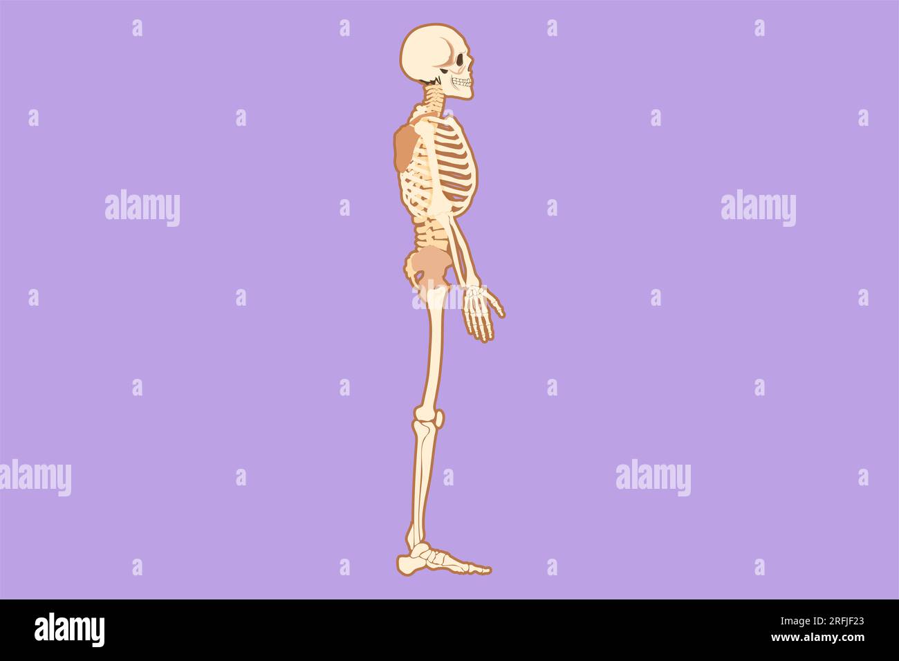 Graphic flat design drawing side view full anatomical skeleton of a ...