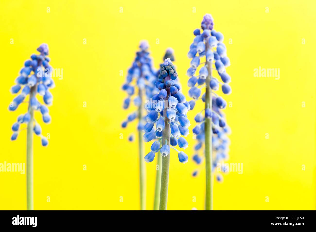 flowers with purple inflorescences and closed buds, purple flowers ...