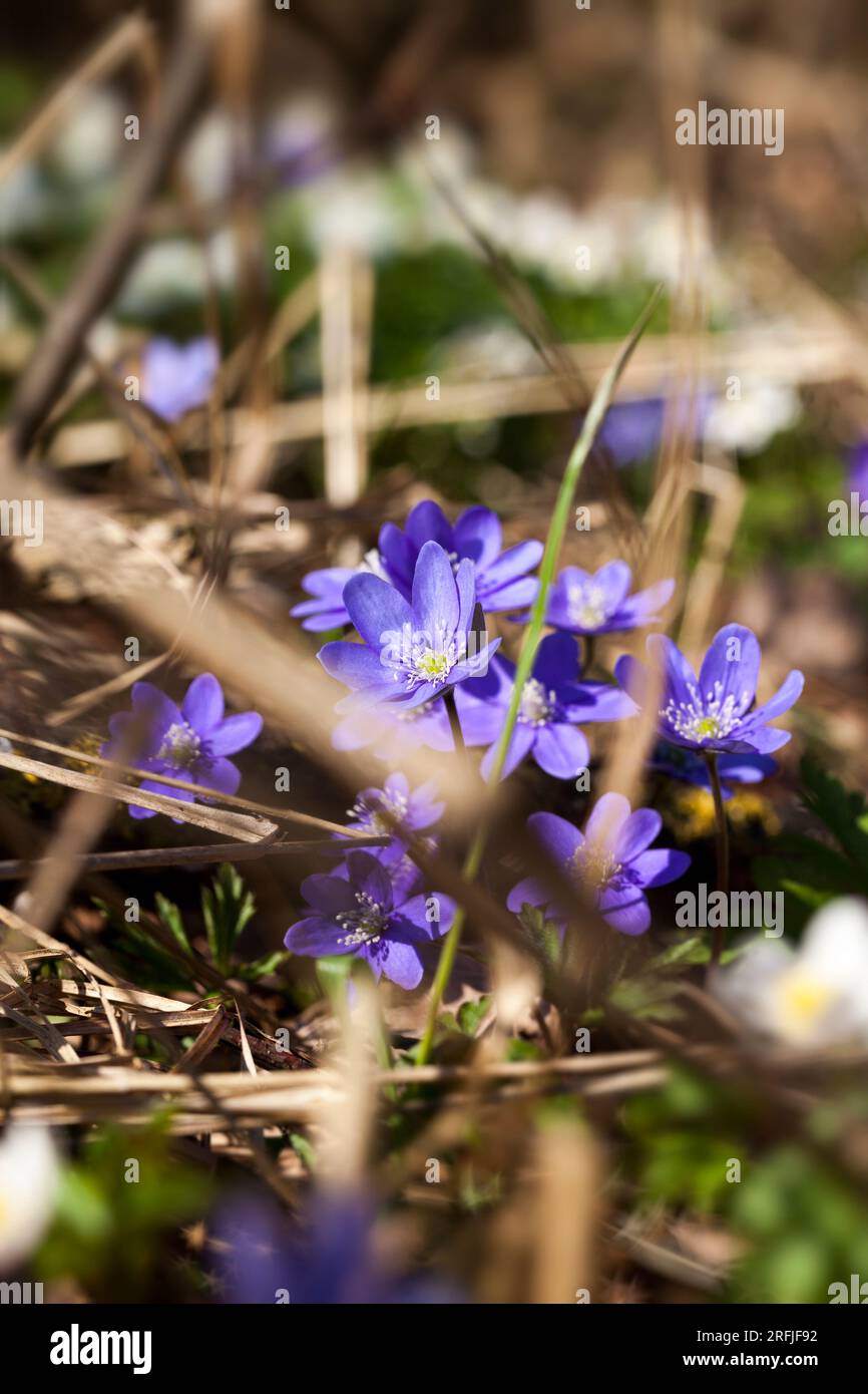 forest plants in the spring in the forest, the first blue forest ...