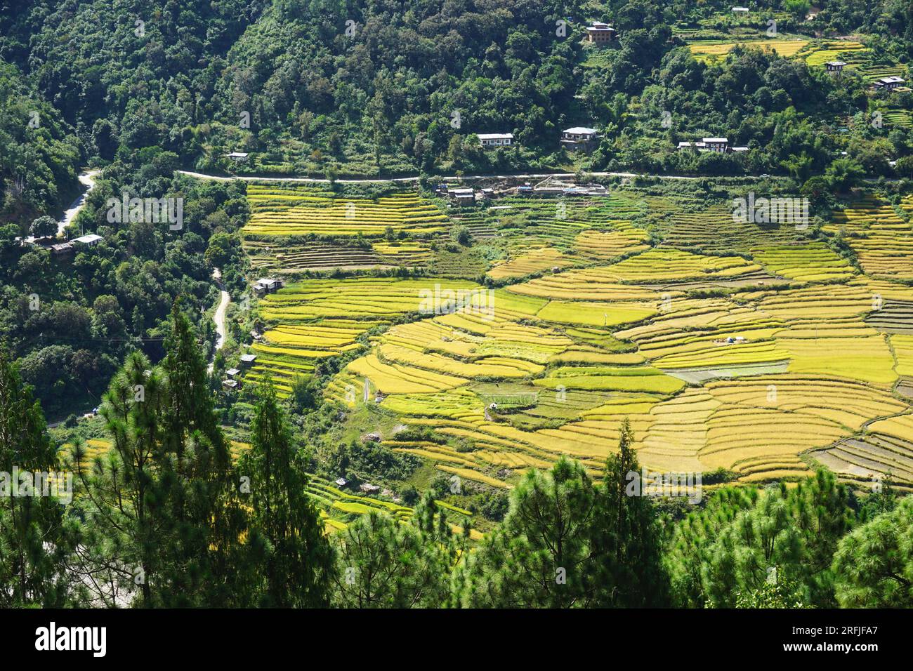 Expansive view of bright green terraced rice fields visible from atop ...
