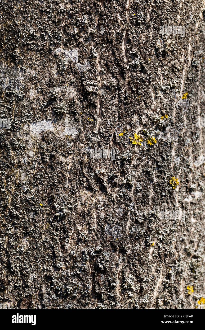 the structure of the tree bark, to protect the wood from insects and ...