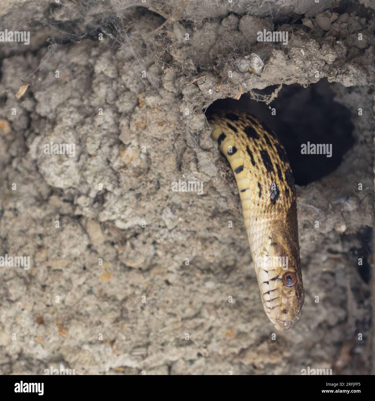 Pacific Gopher Snake Looking for Eggs and Nestlings in a Cliff Swallow ...