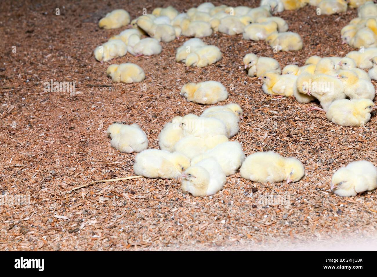 chicken hicks in a poultry farm where chicken is raised for meat and ...